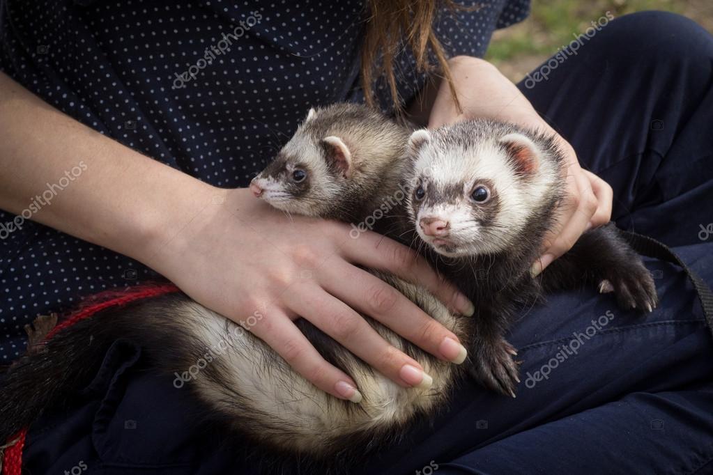 Ferrets Cuddling