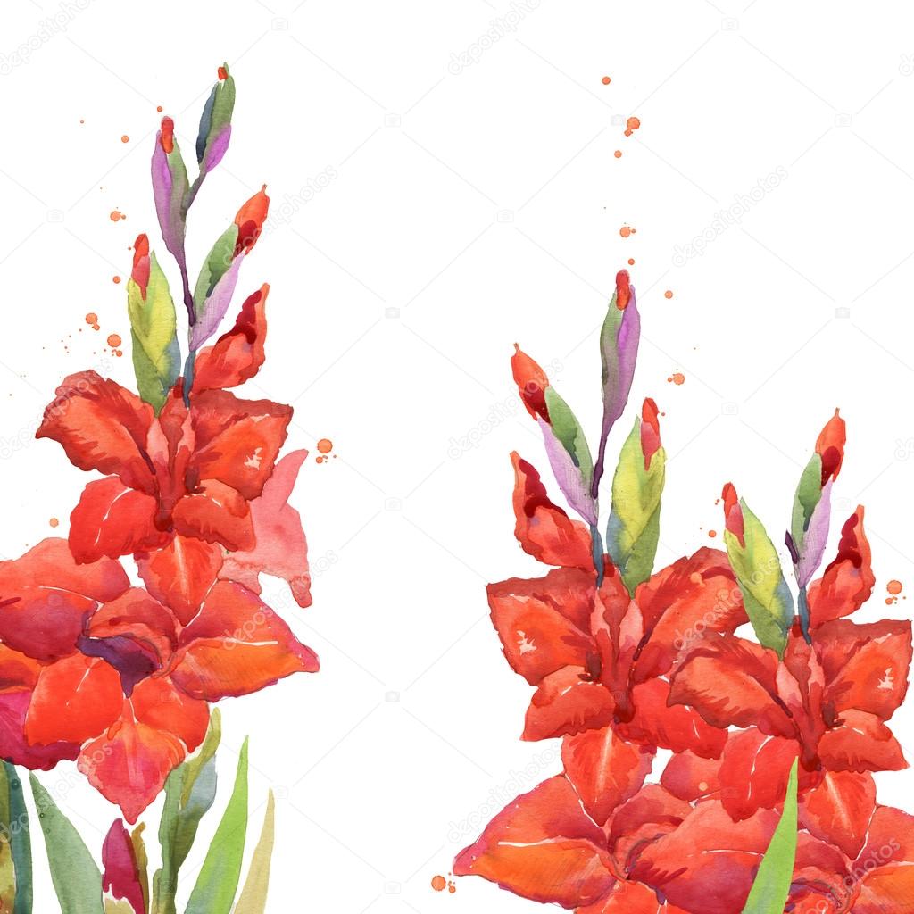 Gladiolus flower watercolor background. Summer garden flowers ...