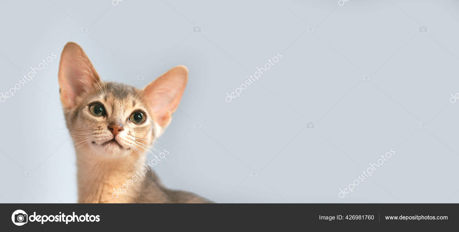 Beautiful Abyssinian Cat Blue Color Funny Looking Isolated Gray ...