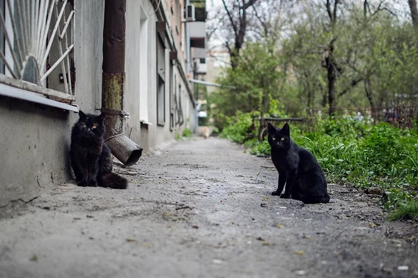 Ratos de rua Stock Photos, Royalty Free Ratos de rua Images | Depositphotos