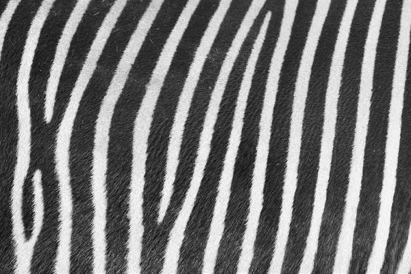 Zebra fabric texture Stock Photos, Royalty Free Zebra fabric texture ...