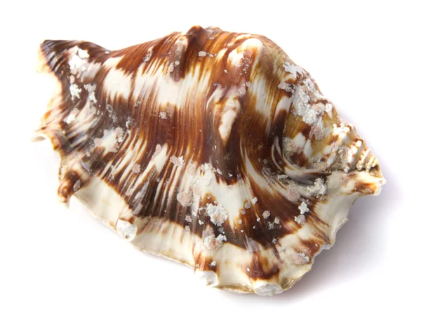 Skeleton shell Stock Photos, Royalty Free Skeleton shell Images ...