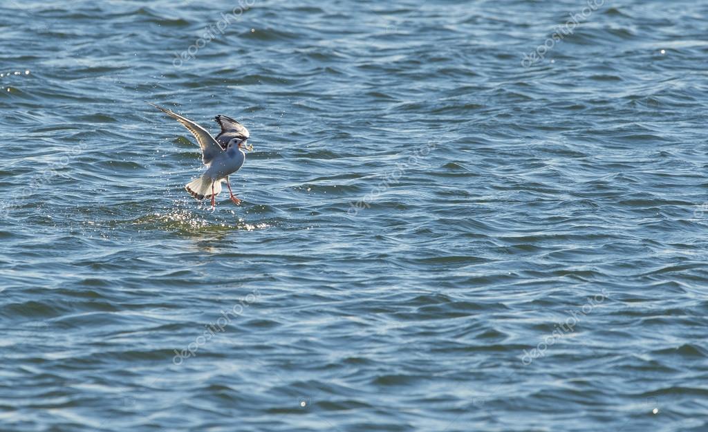 Bonaparte's Gull with fish — Stock Photo © vinoverde #95507894
