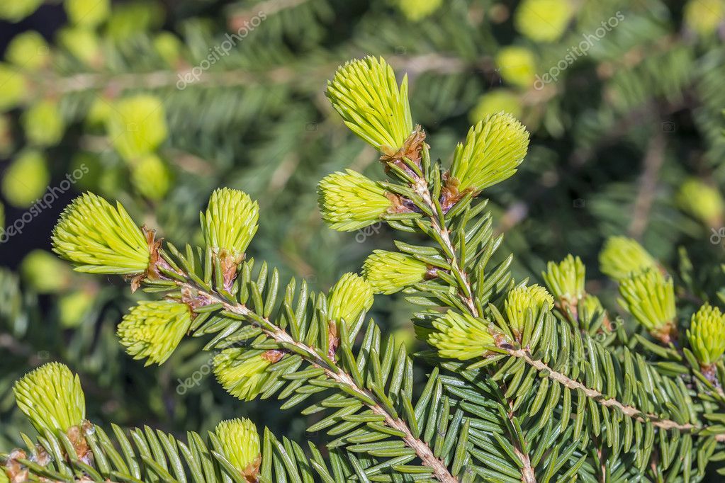 Picea abies "Nidiformis" — Stock Photo © Starover64 #110416796