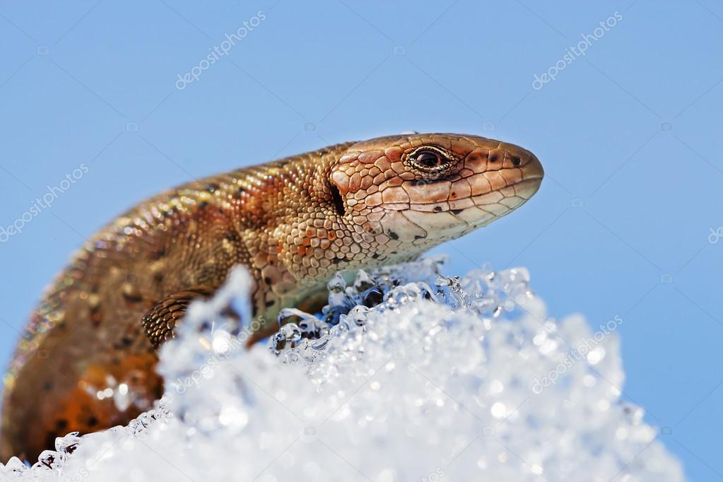 Sand lizard (Lacerta agilis) in the snow — Stock Photo © Starover64 ...