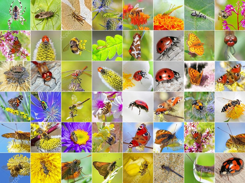 Insectos. Un collage de fotos de insectos encontrados en Siberia — Foto ...
