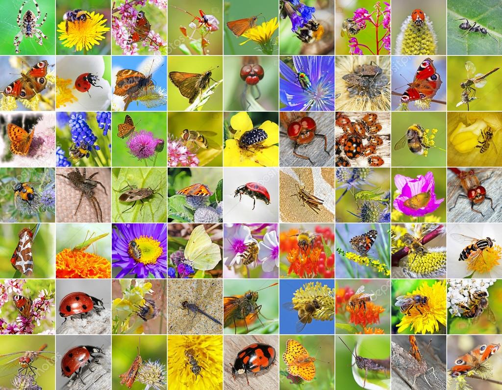 Insectos. Un collage de fotos de insectos encontrados en Siberia — Foto ...
