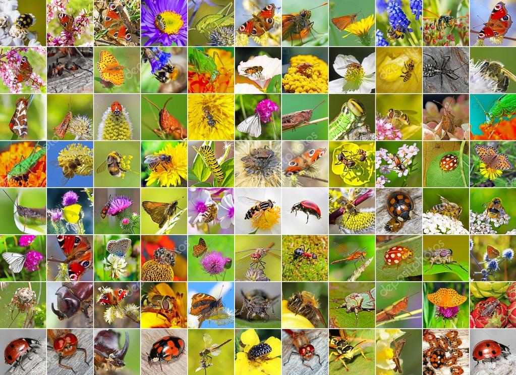 Insects. A collage of photos of insects found in Siberia — Stock Photo ...