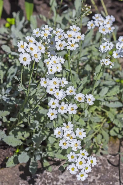 Decorative garden flower silver Yarrow (Achillea argentia). Flowering ...