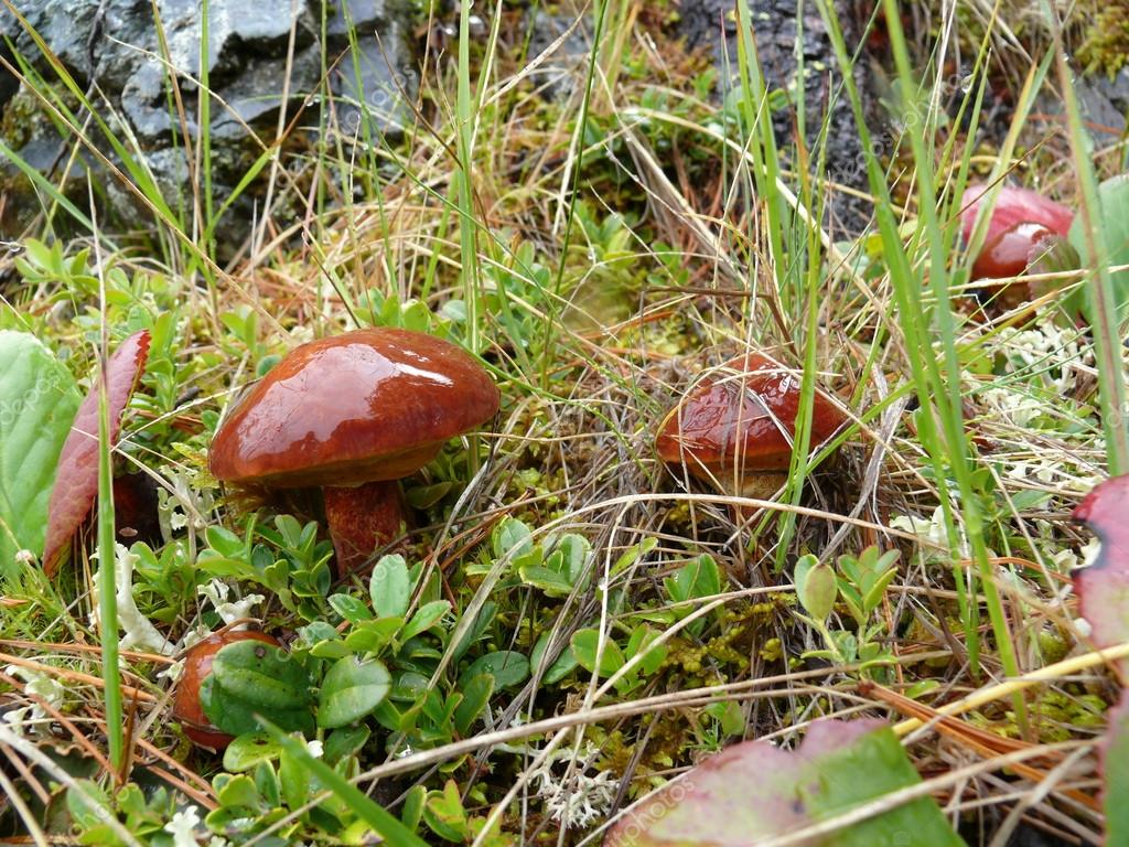 Mushrooms Suillus — Stock Photo © matonin #62981597