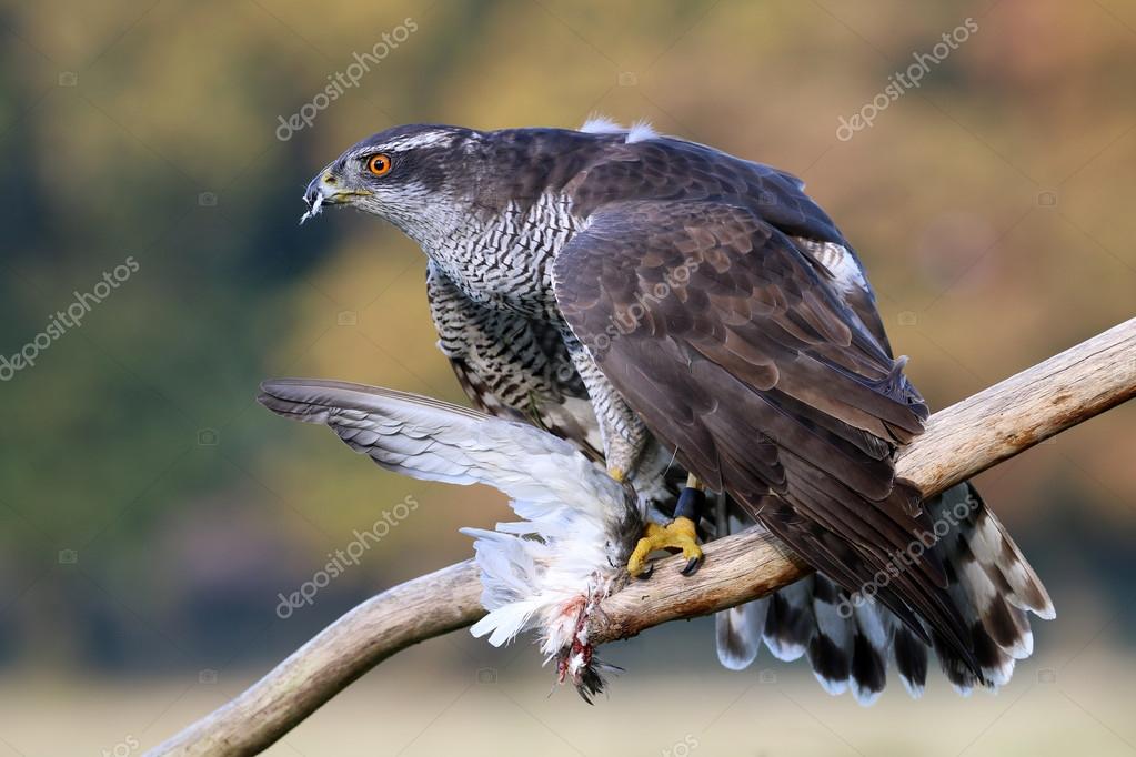 Northern goshawk bird — Stock Photo © EBFoto #100339862