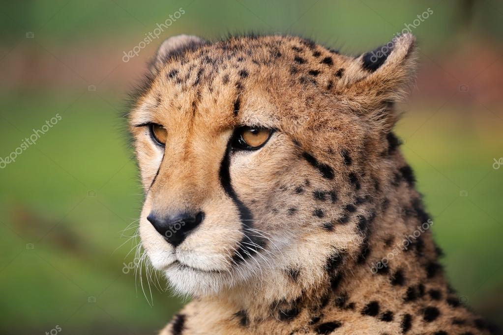 Photos: cheetah heads | Cute cheetah head — Stock Photo © EBFoto #103564836
