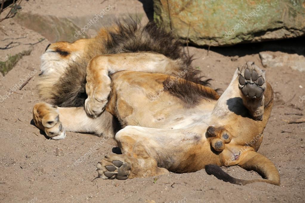 Lion Lying On Back