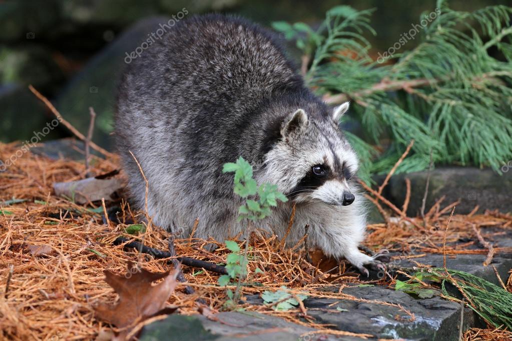 Raccoon walking in forest — Stock Photo © EBFoto #107651214