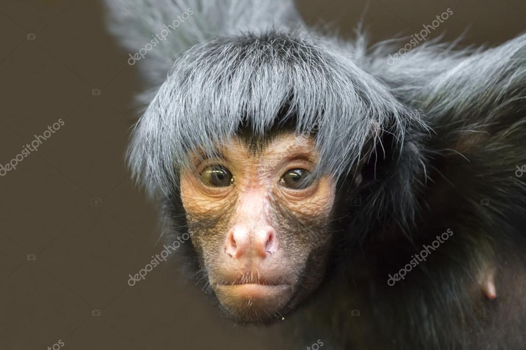Spider monkey head — Stock Photo © EBFoto #107658280