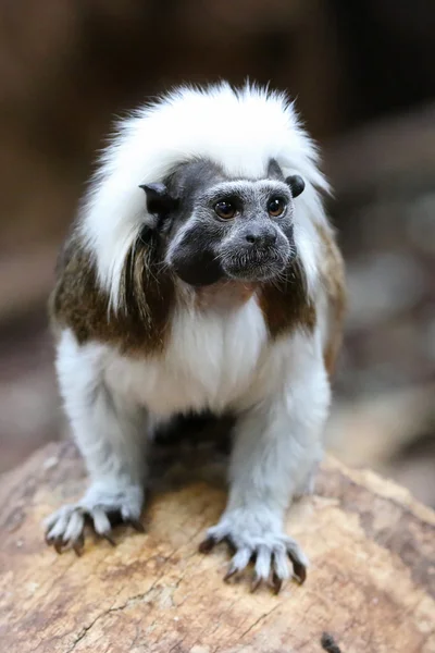 Saguinus oedipus on wooden log Stock Photo by ©EBFoto 107660712