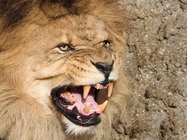 Lion displaying dangerous teeth — Stock Photo © Dvanstaden #29816611