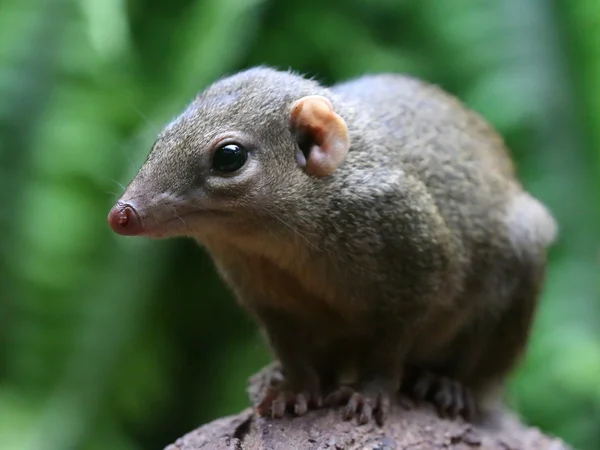 10 Contoh Hewan Mamalia Beserta Gambar dan Ciri-cirinya Lengkap – Blog ...