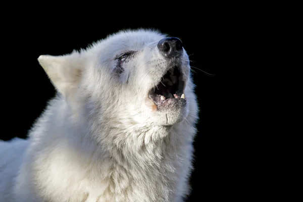 ᐈ Wolf howling stock pictures, Royalty Free white wolf howling images ...