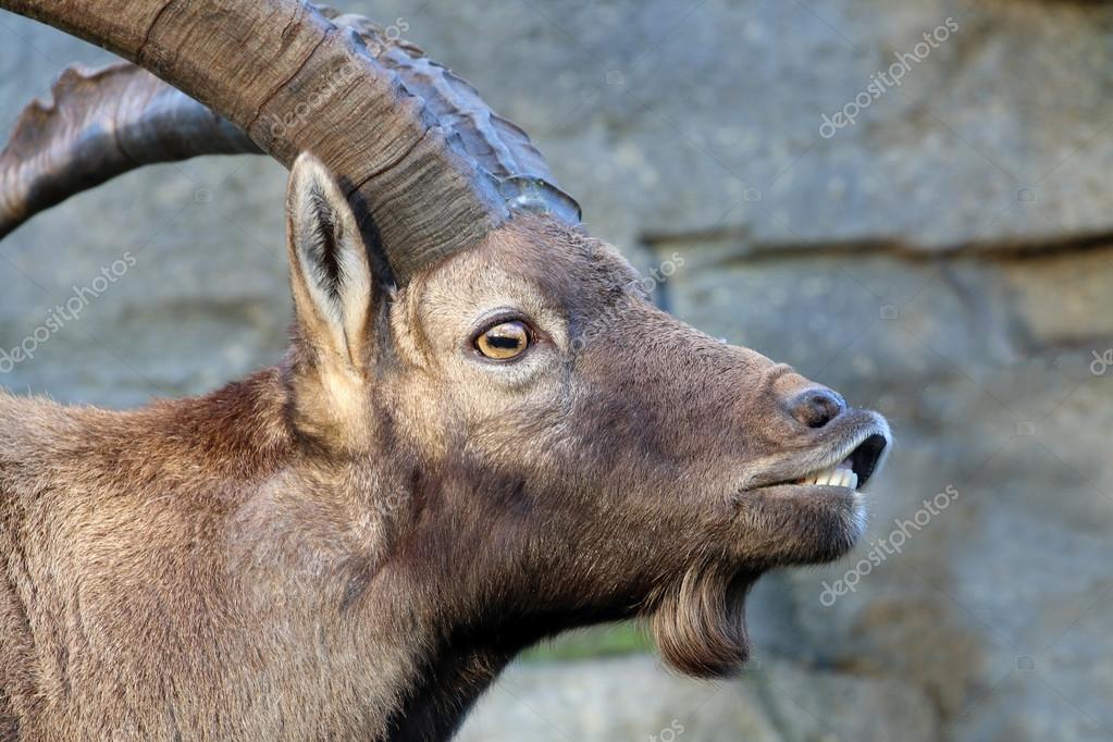 Alpine ibex head — Stock Photo © EBFoto #107661758
