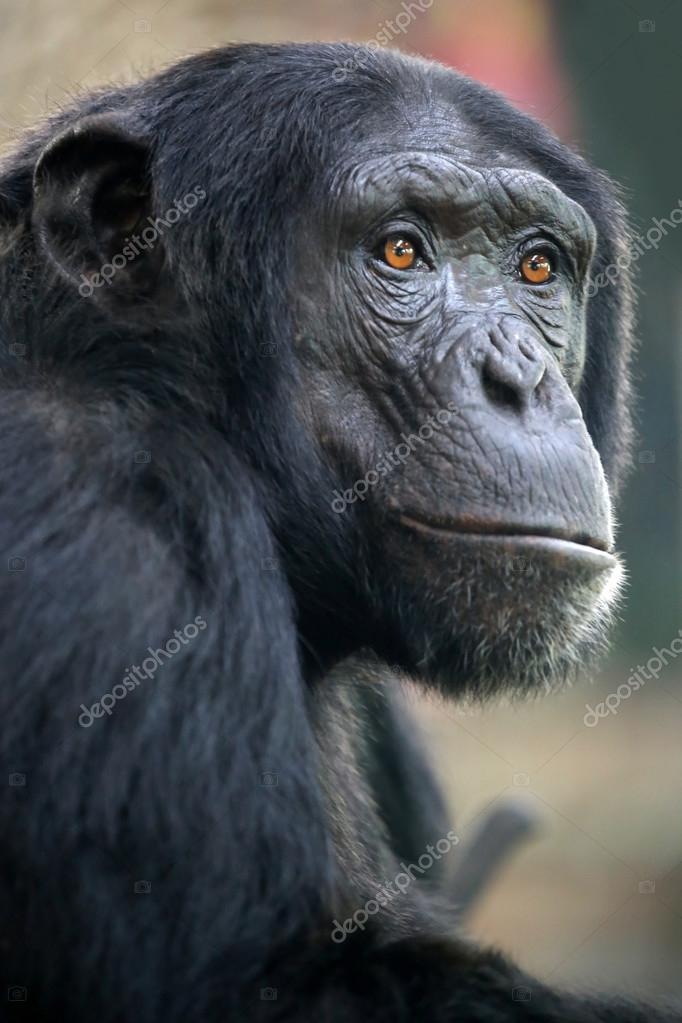 Black chimpanzee head — Stock Photo © EBFoto #108001760