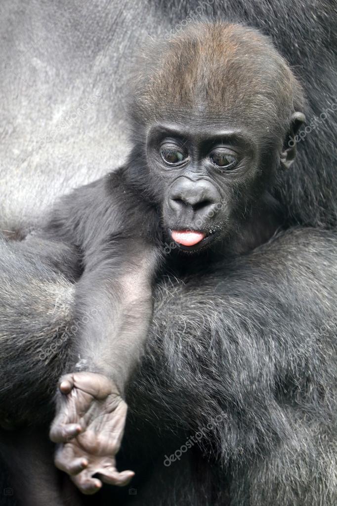 Baby Gorillas Cute