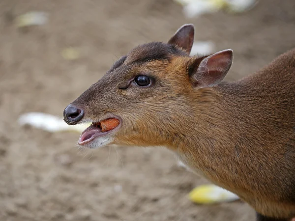 Cute Muntjac head Stock Photo by ©EBFoto 118282242