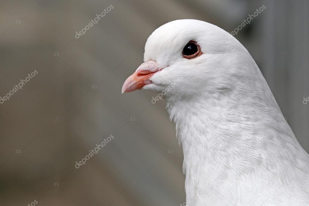 White Pigeon Face Wings Of Celebration
