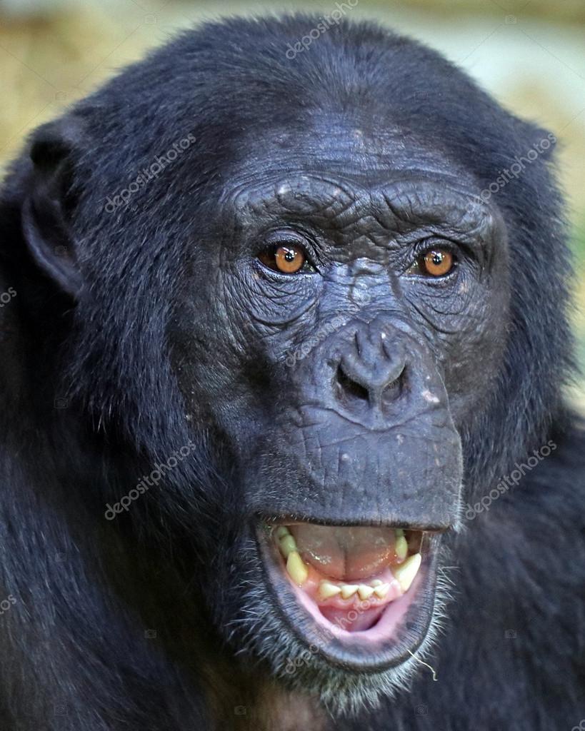 Black Chimpanzee monkey — Stock Photo © EBFoto #118289806