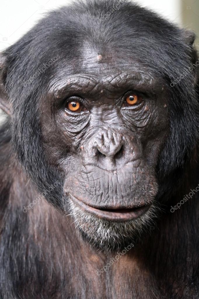 Male Chimpanzee monkey Stock Photo by ©EBFoto 118327354