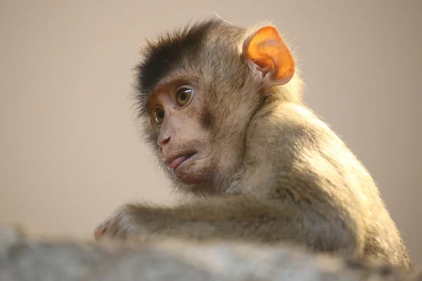 Small macaque Stock Photos, Royalty Free Small macaque Images ...