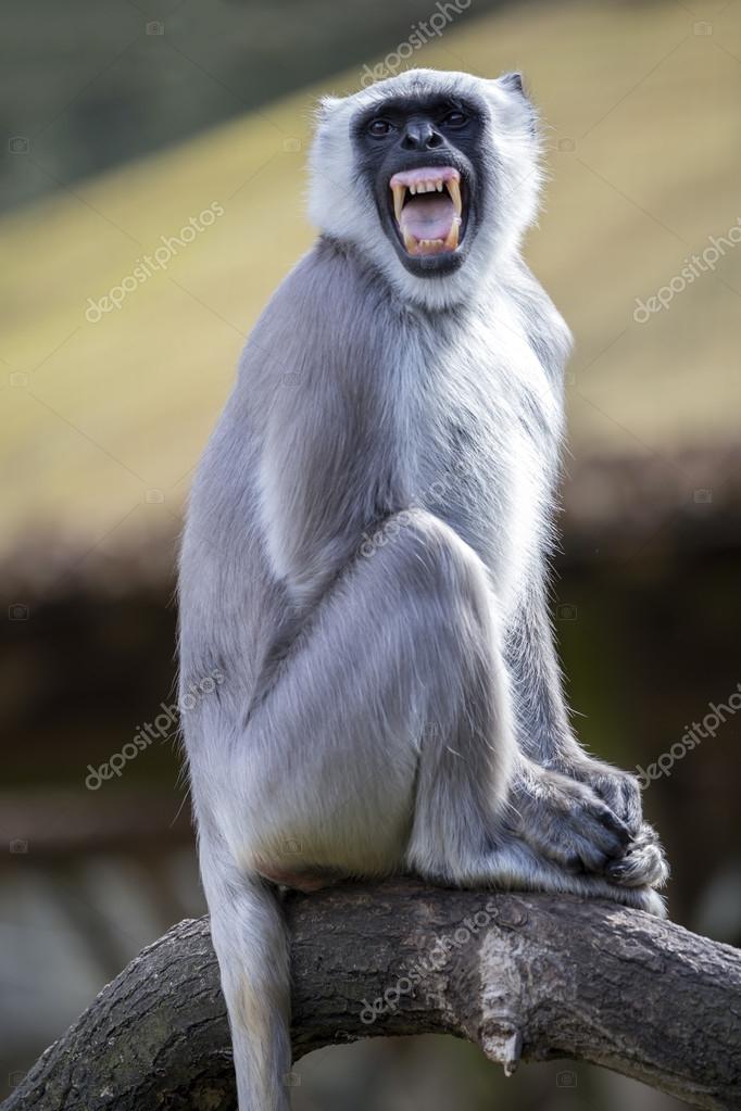 Male Hanuman langur — Stock Photo © EBFoto #118388868