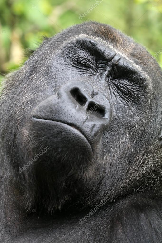 Silverback Gorilla Eyes