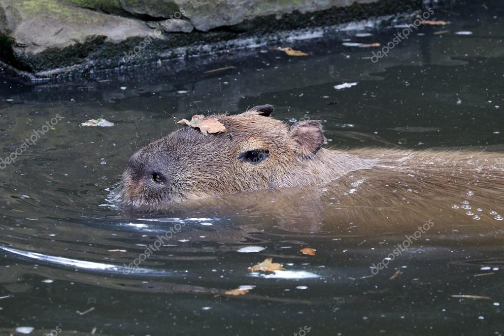 Capybara in the water close up — Stock Photo © EBFoto #123024822