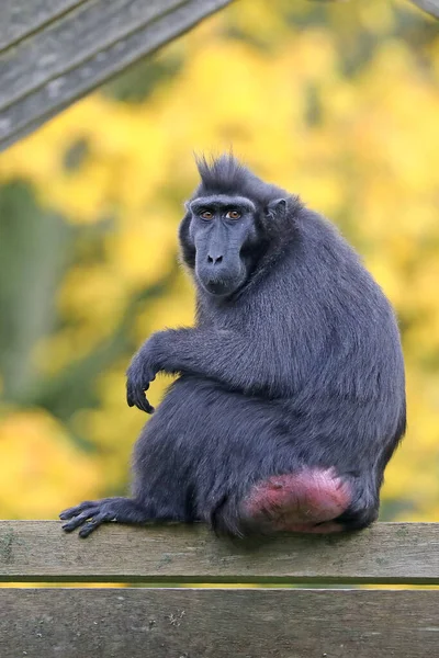 Postura de macaco Stock Photos, Royalty Free Postura de macaco Images ...