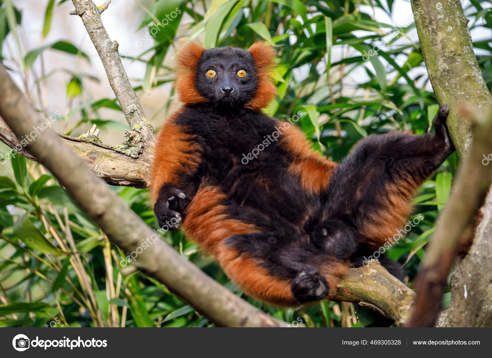 Lémur Rojo Eulemur Rufus Árbol — Foto de stock #469305328 © EBFoto