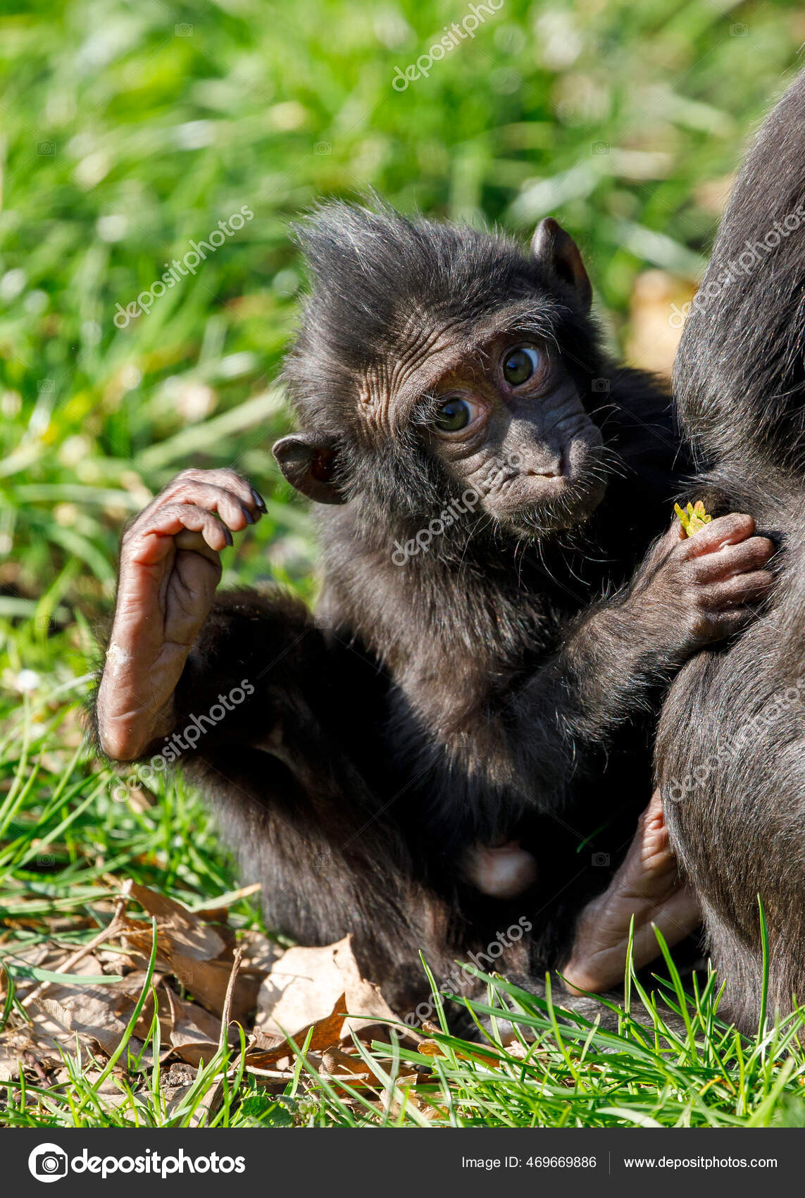 Crested Black Macaque Mating