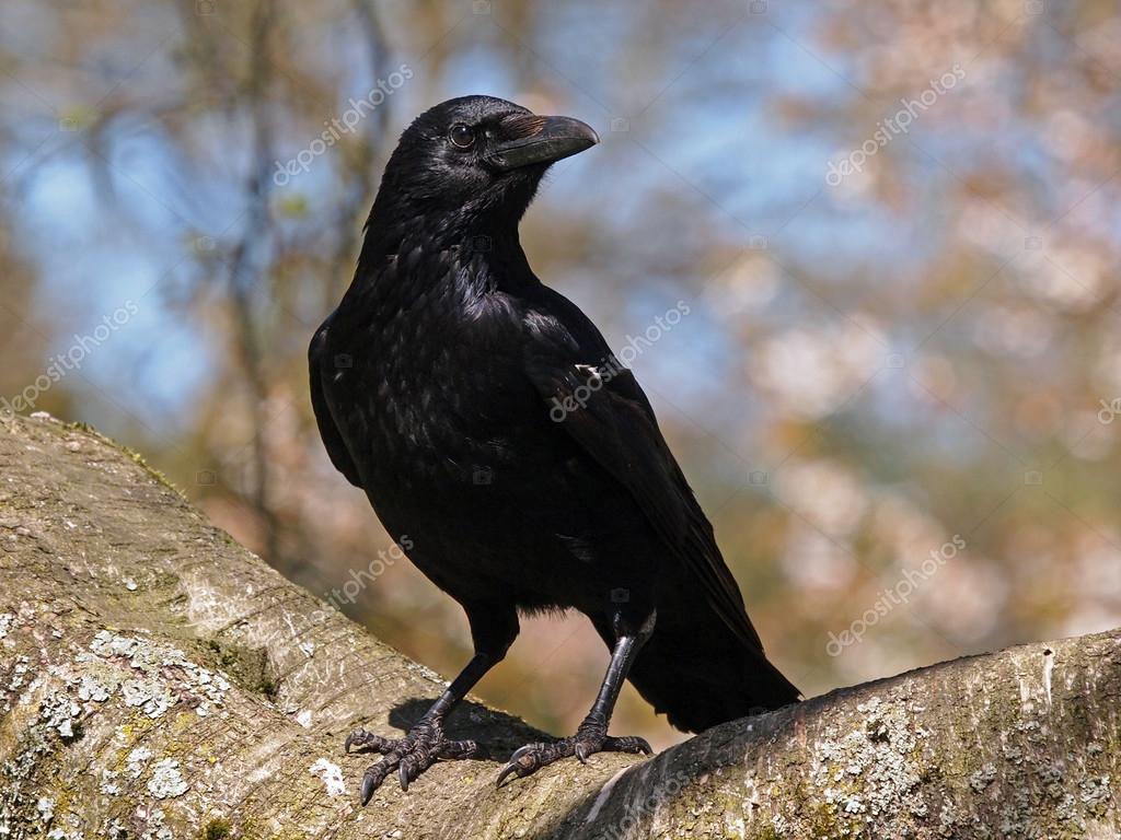 Portrait of a Crow — Stock Photo © EBFoto #61132285