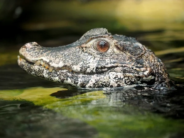 Dwarf Caiman - Stock Image - Everypixel