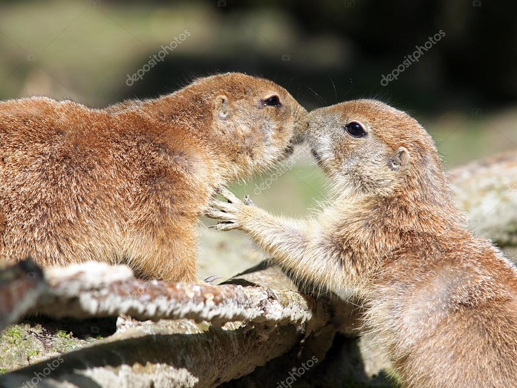 Prairie Dogs Kissing Prairie Dogs Kiss Each Other As A Form Of