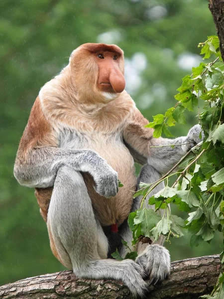 Proboscis monkey walking on tree Stock Photo by ©EBFoto 62533585