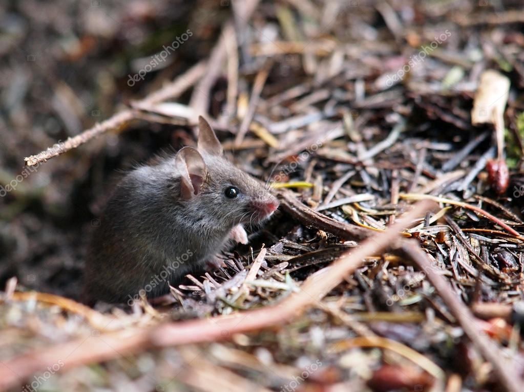 Mouse — Stock Photo © EBFoto #61992231