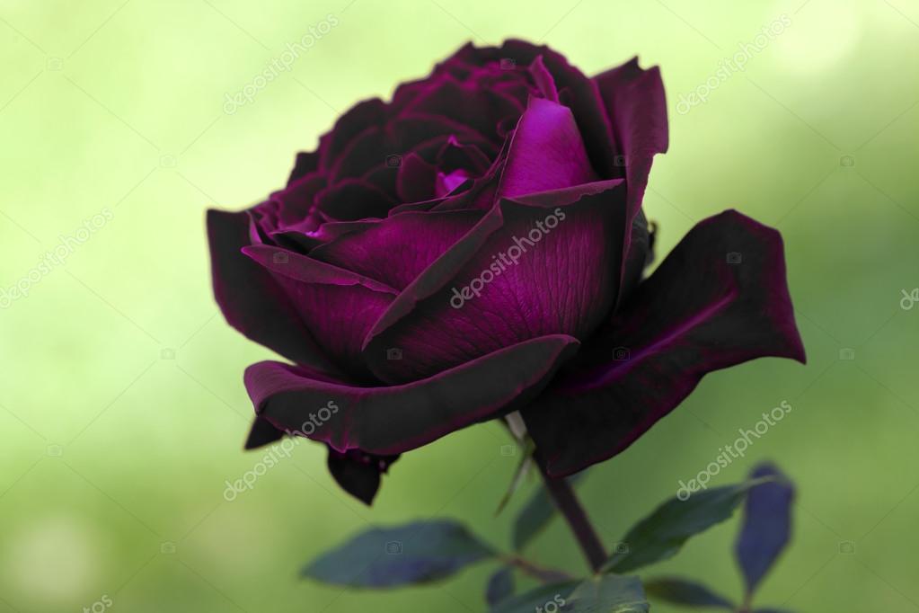 Dark red rose Stock Photo by ©EBFoto 61998361