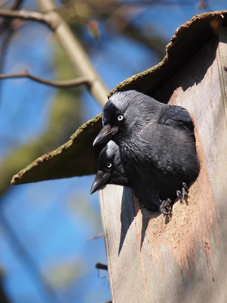 Jackdaw in nest box Stock Photo by ©EBFoto 62105807