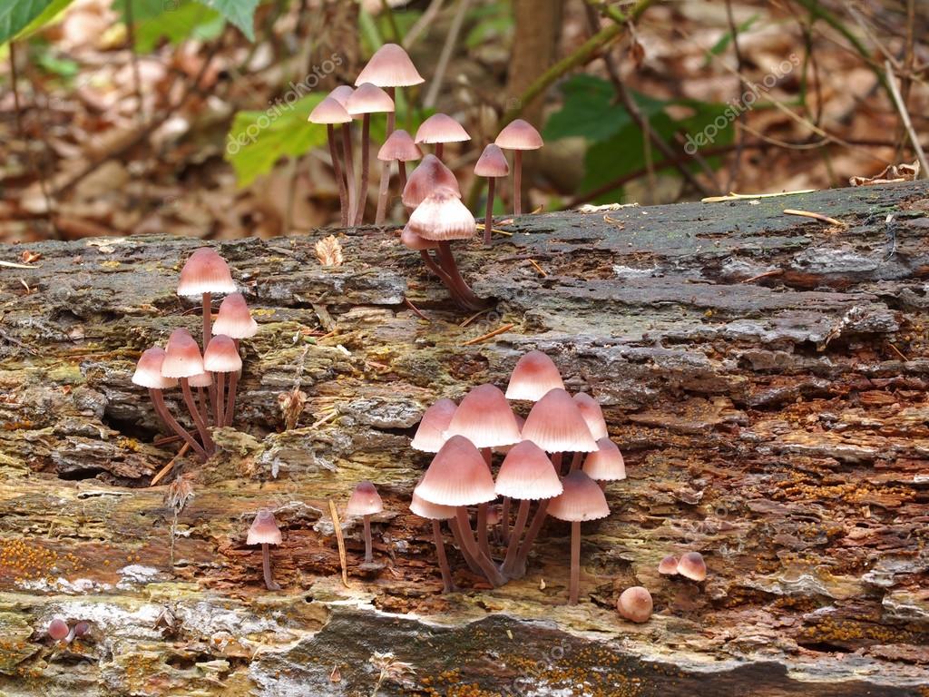 Toadstool mushroom Stock Photo by ©EBFoto 62119409