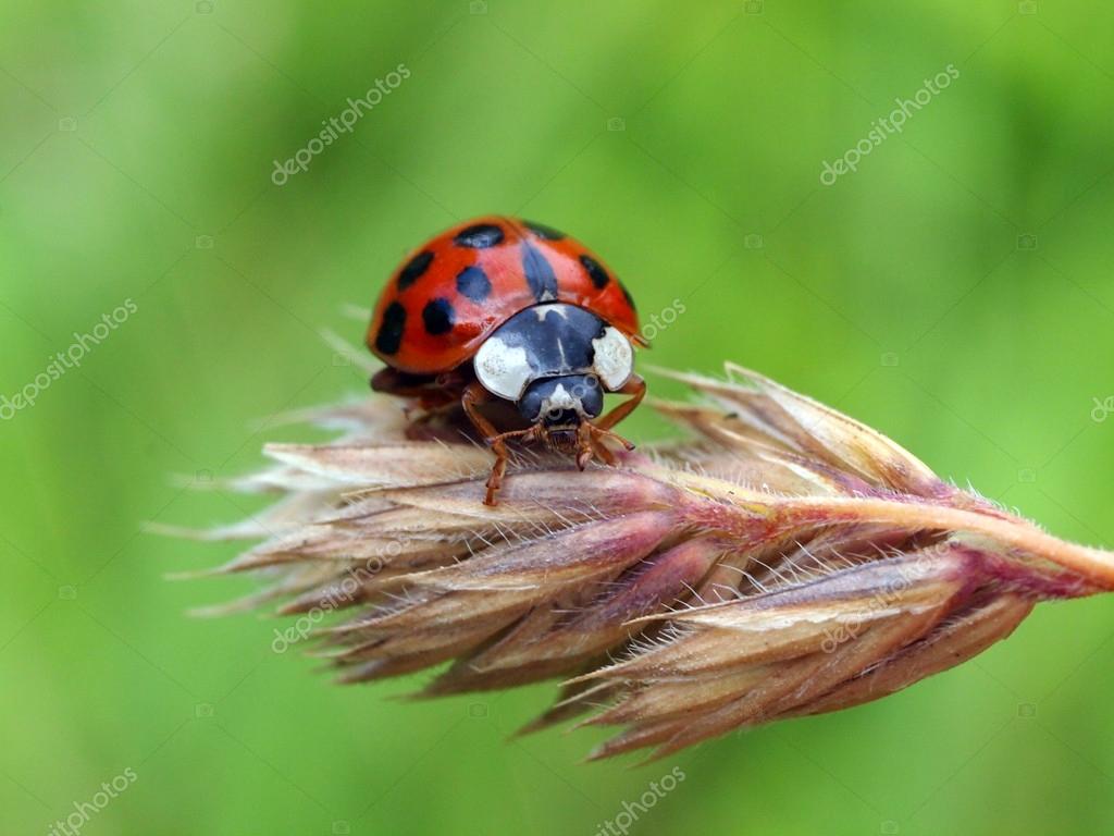 Mating lady bug Stock Photo by ©EBFoto 62192959