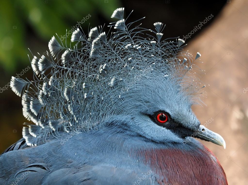 Crowned Pigeon close up Stock Photo by ©EBFoto 62355071