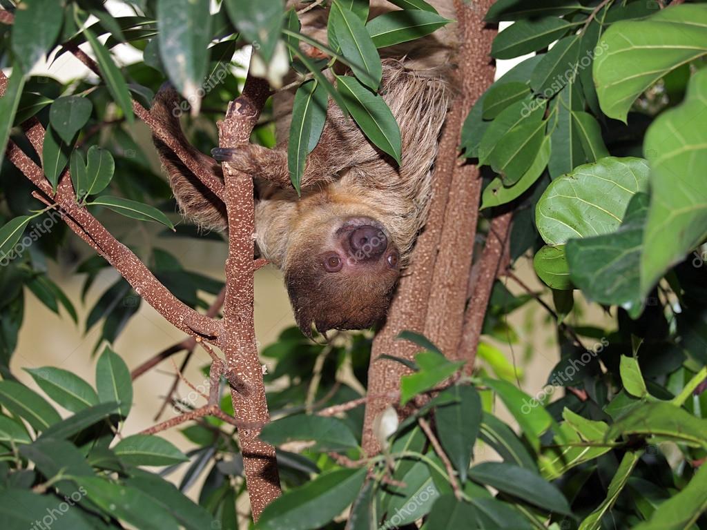 Pictures : sloth hanging from tree | Sloth hanging on tree — Stock ...