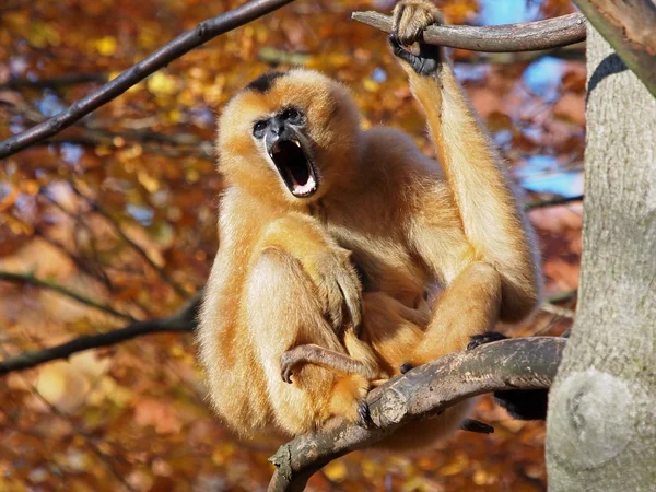 Screaming monkey Stock Photos, Royalty Free Screaming monkey Images ...