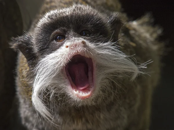 ᐈ Emperor tamarin stock pictures, Royalty Free emperor tamarin photos ...